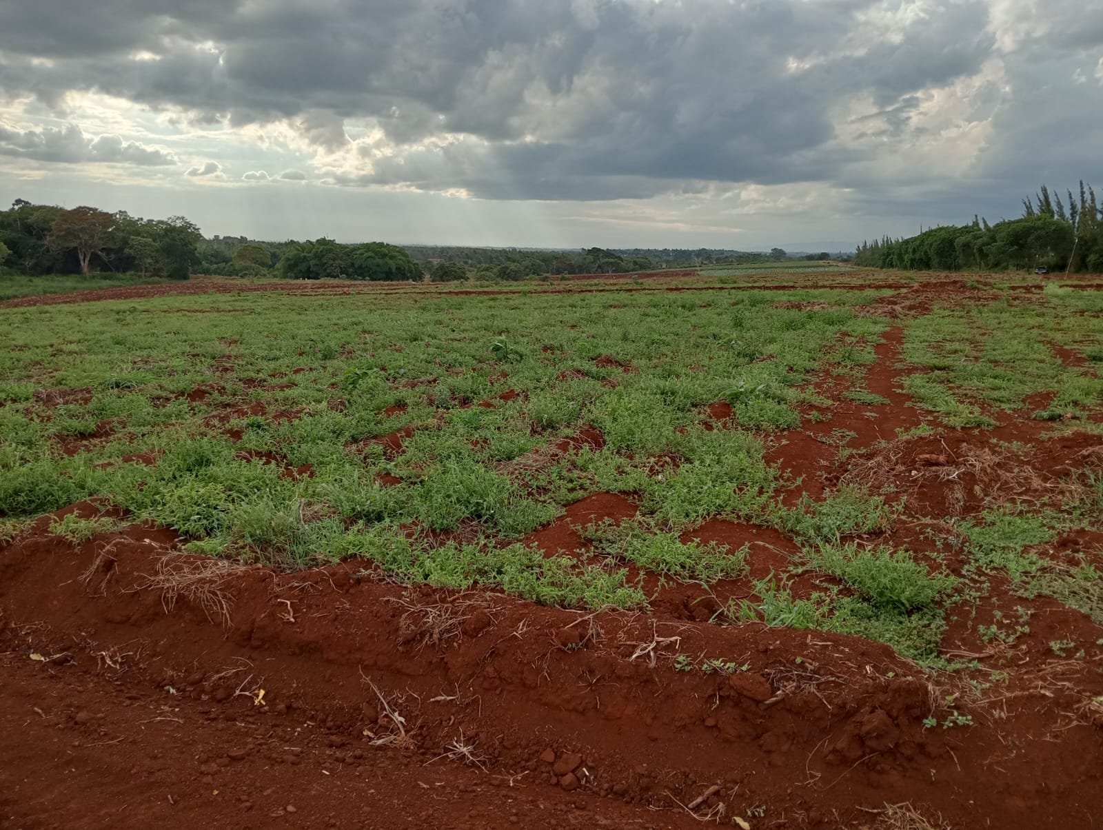 Baraka Gardens - 50 by 100 Plots in Gatanga - Mhasibu Housing Company Ltd