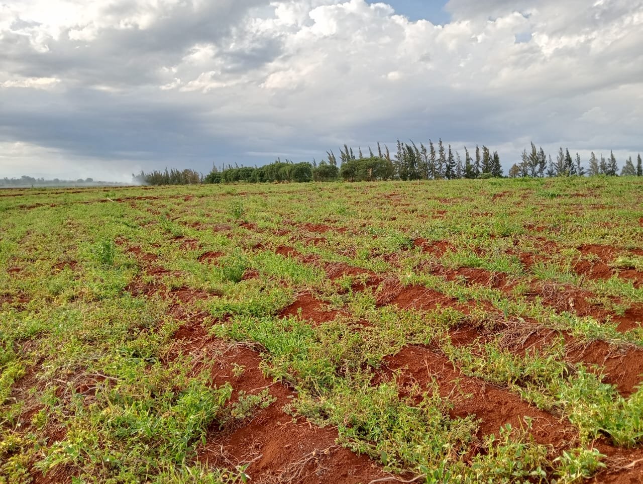 Baraka Gardens - 50 by 100 Plots in Gatanga - Mhasibu Housing Company Ltd